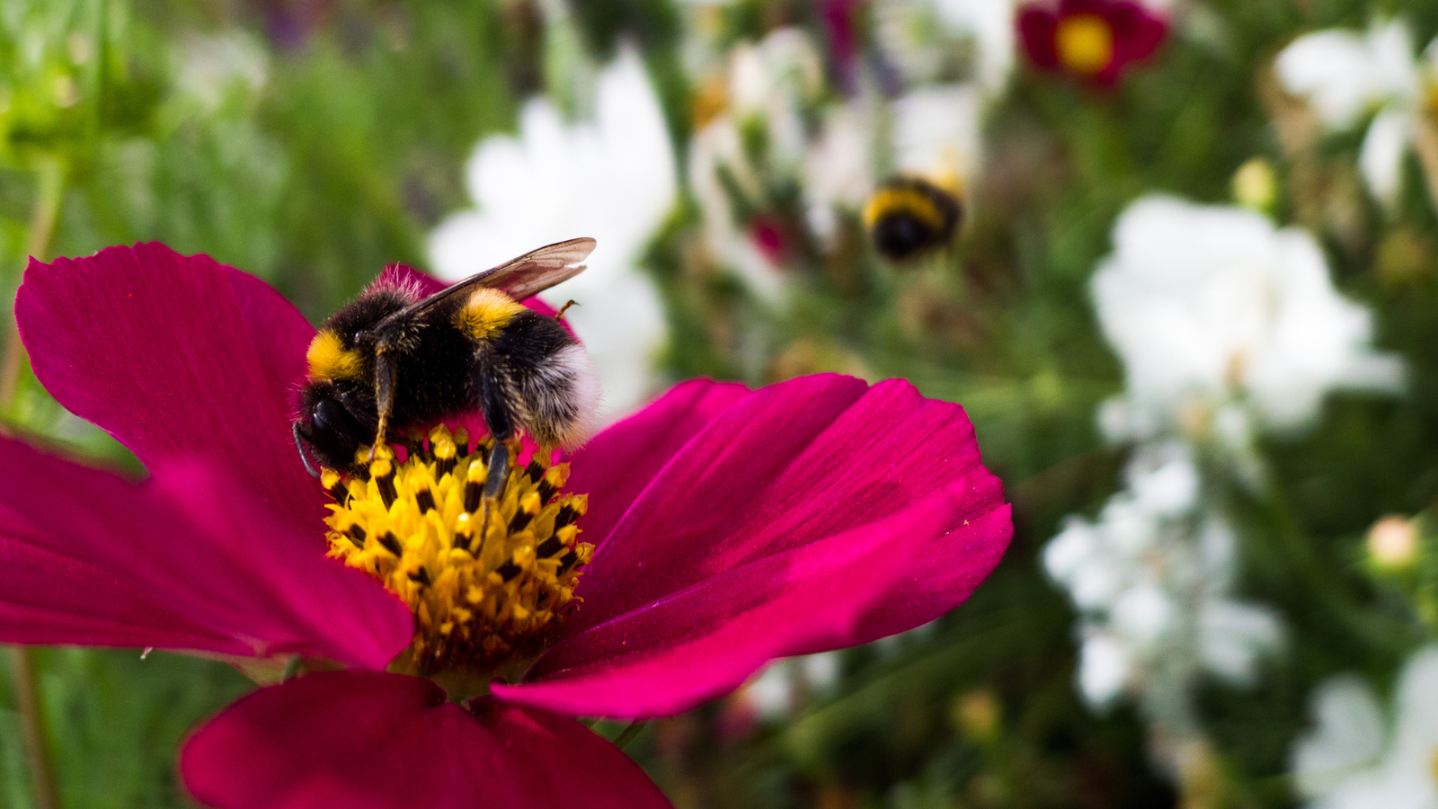 10 Flowering Plants That Attract Pollinators