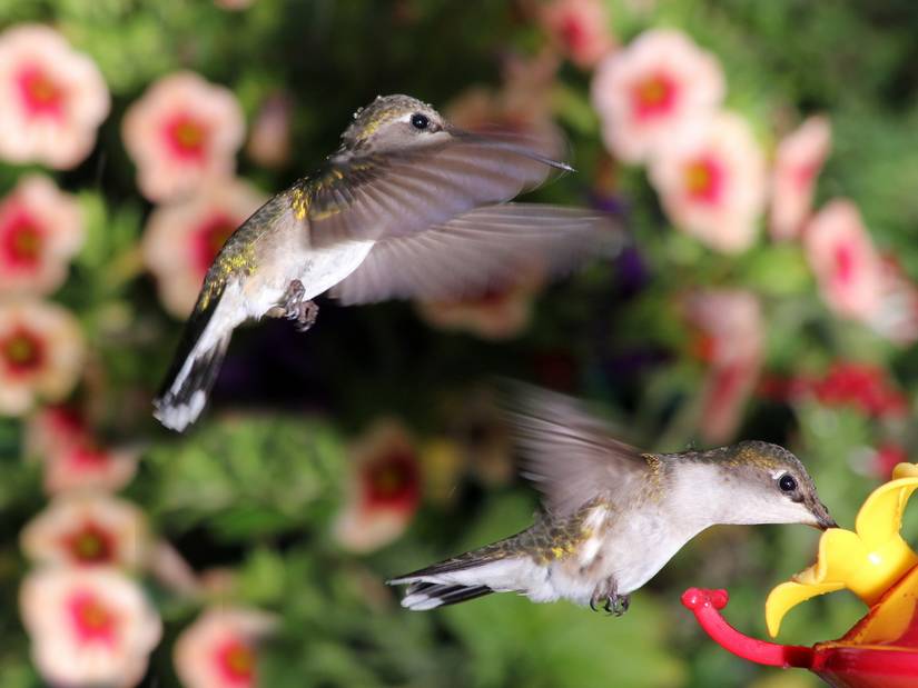 How To Create The Ideal Backyard Hummingbird Habitat
