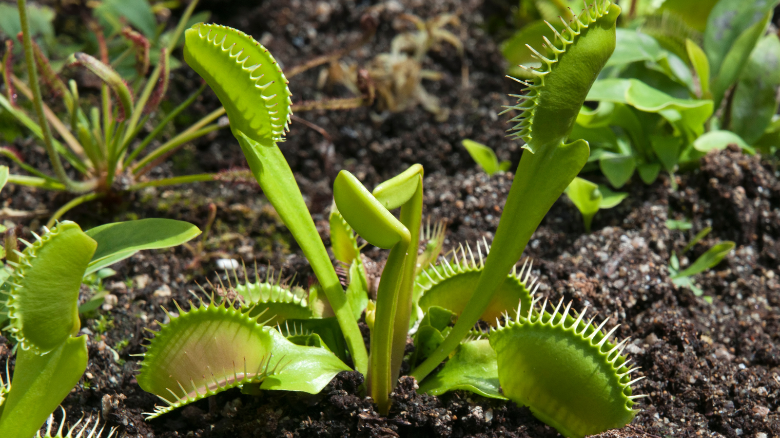How to Grow and Care for Venus Fly Trap