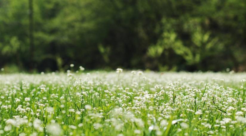 10 Plants That Clean Contaminated Soil