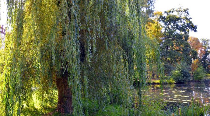 10 Plants That Clean Contaminated Soil