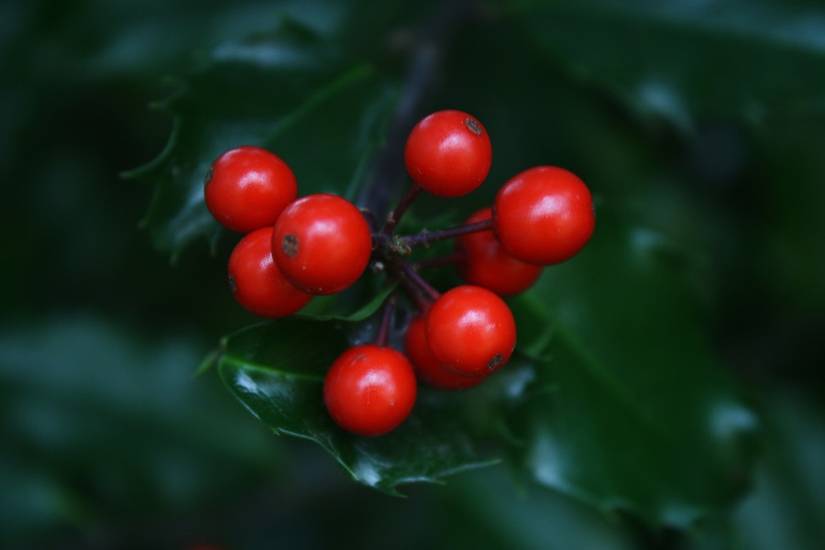 7 Plants That Attract Cardinals to Your Backyard