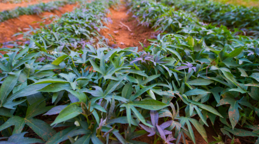 How to Plant and Grow Sweet Potatoes in Your Backyard