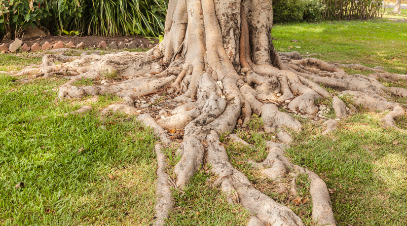 How To Kill Tree Roots