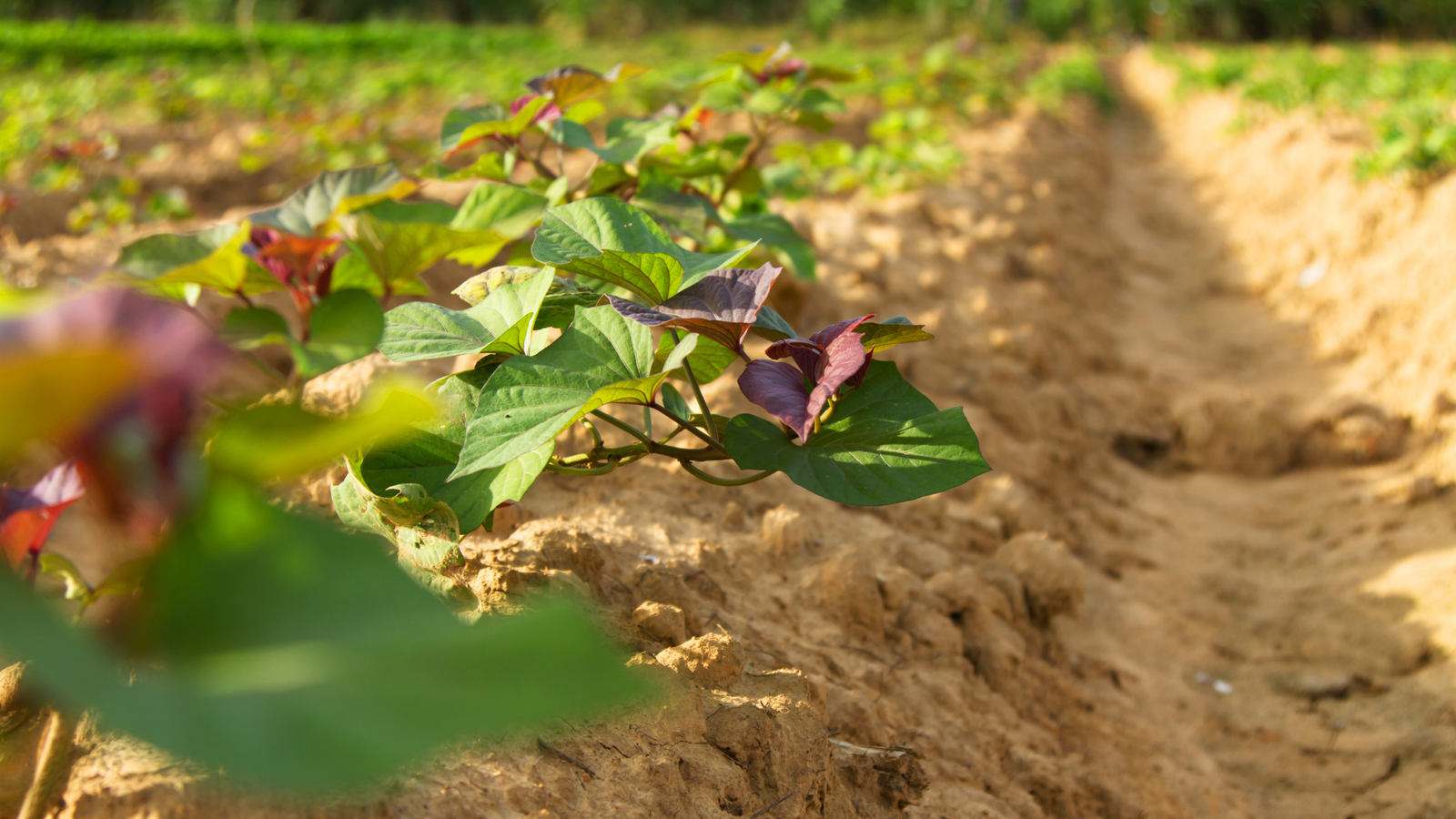 How to Plant and Grow Sweet Potatoes in Your Backyard