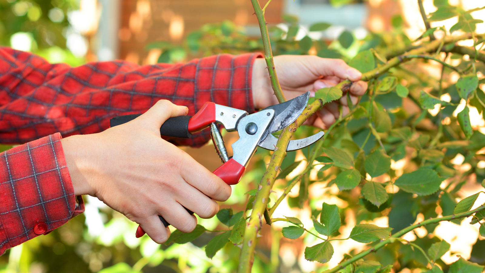 Types of Pruning Cuts and When To Use Them