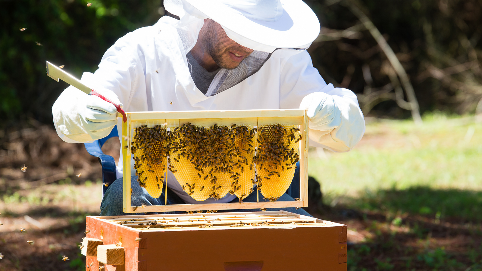 How To Start Beekeeping From Scratch In Your Backyard