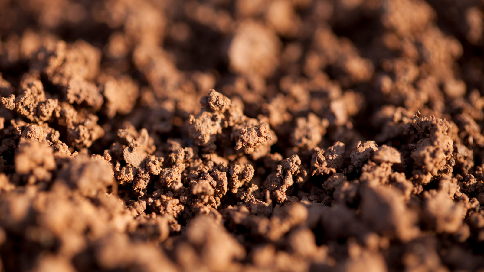 How To Improve Clay Soil in Your Yard or Garden
