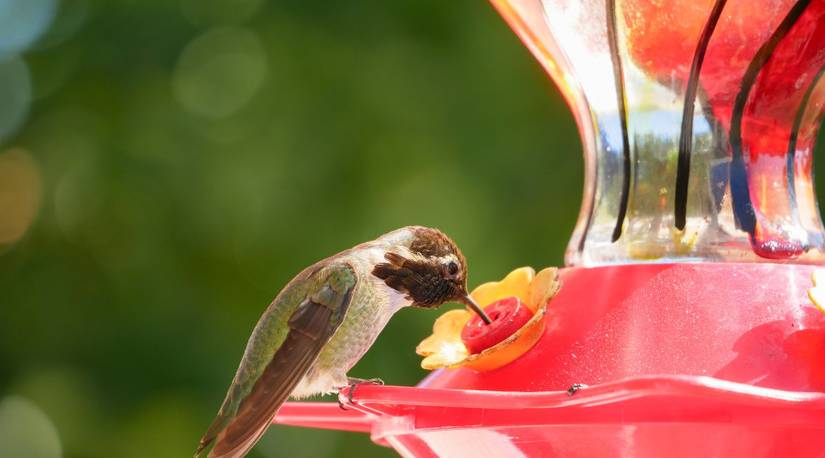 How To Make Hummingbird Nectar