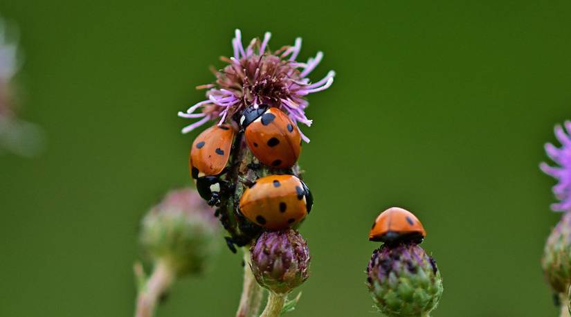 23 Beneficial Insects and How They Support Your Garden