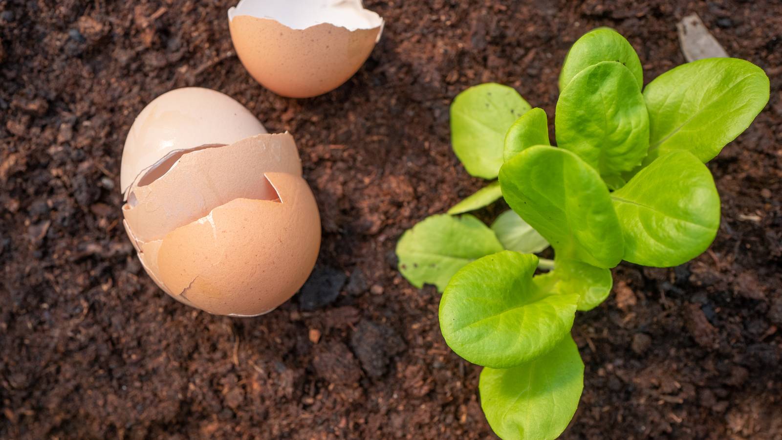 8 Ways To Add Calcium to Your Soil