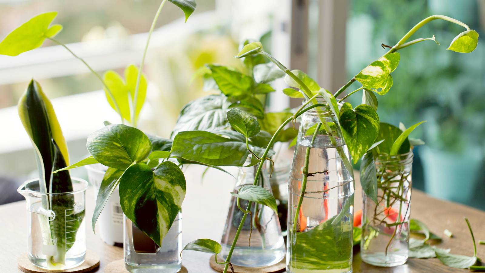 How To Propagate Plants by Rooting Stem Cuttings