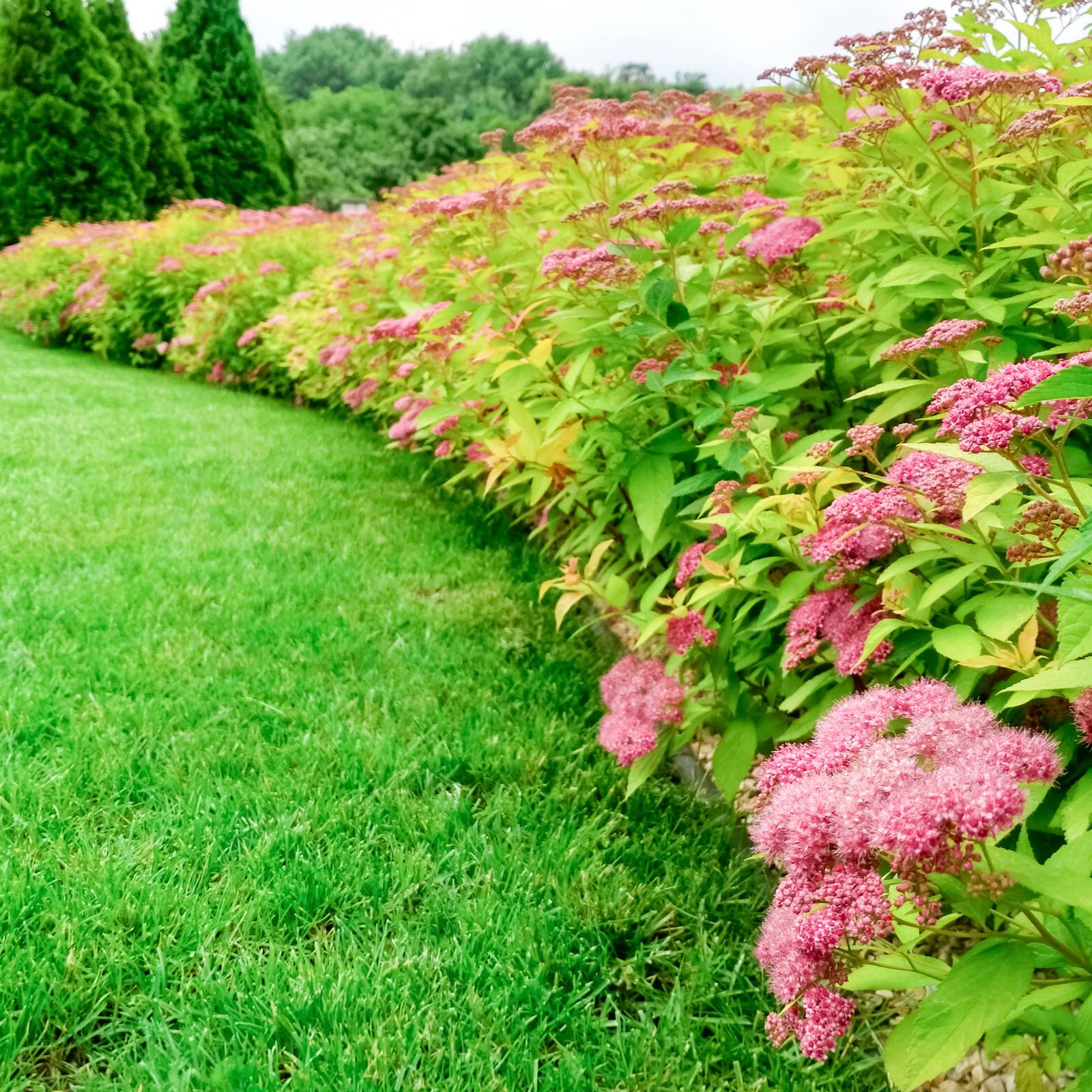For Full Sun Flowering Bushes