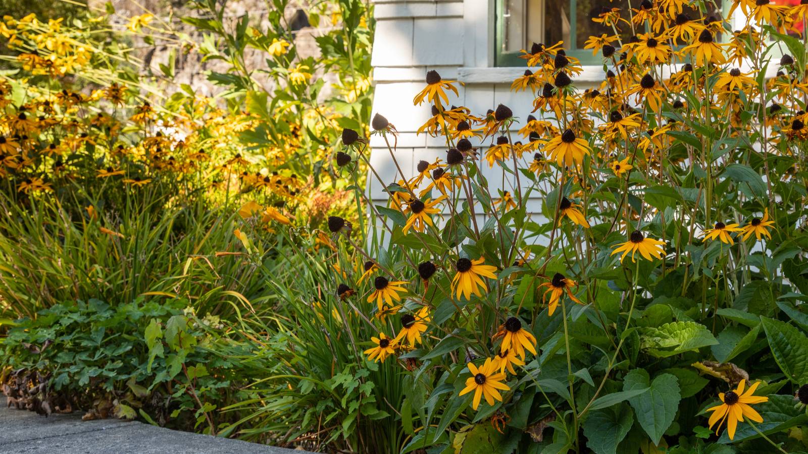 15 of the Best Border Plants For Your Lawn or Garden