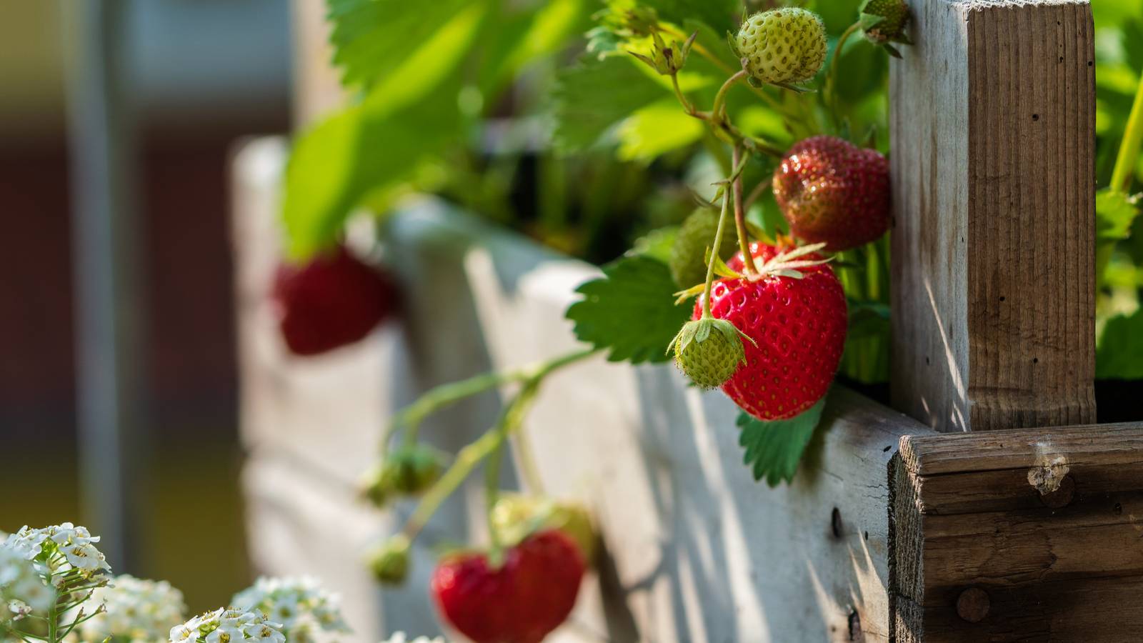 Renew Your Strawberry Beds With These 9 Steps