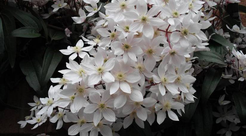 7 Clematis Vine Varieties to Add to Your Outdoor Space
