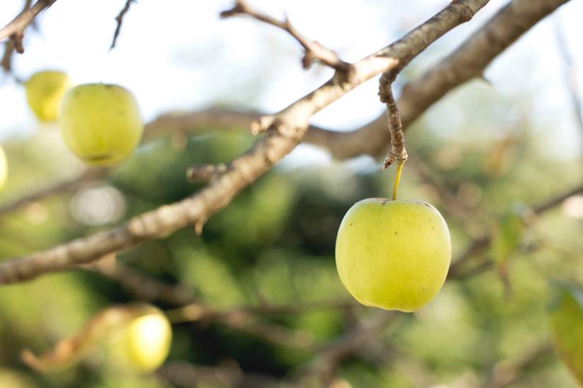 3 Types of Apple Trees You Can Grow in Your Backyard