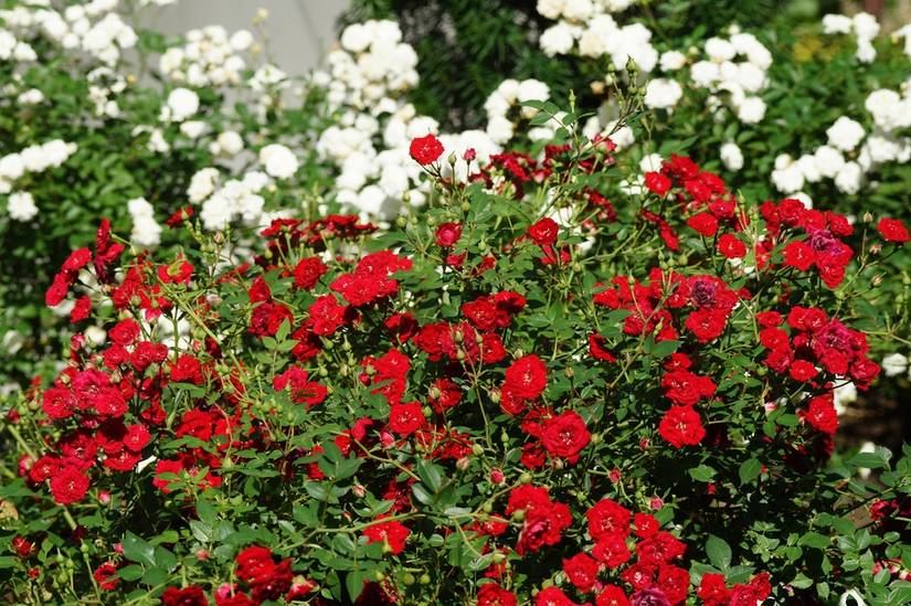 5 of the Most Beautiful Roses You Can Grow in Containers