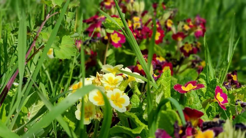 How To Attract Pollinators By Planting in Drifts