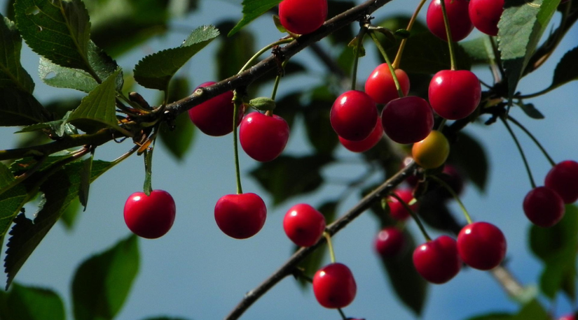 9 Fruit Trees To Grow In Your Home Garden