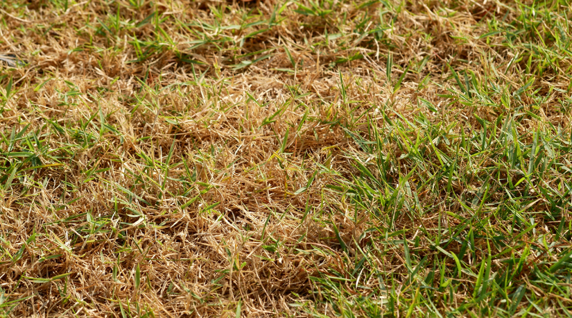 6 Common Lawn Diseases To Look For