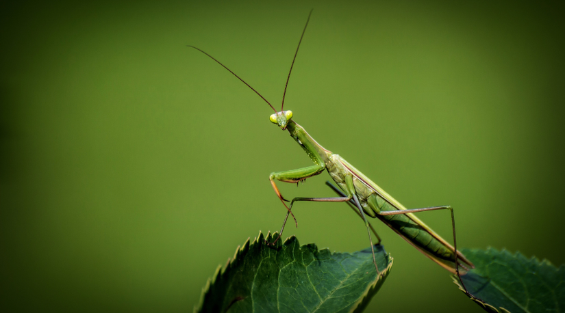 23 Beneficial Insects and How They Support Your Garden