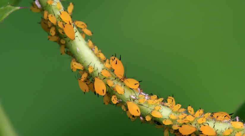 23 Beneficial Insects and How They Support Your Garden