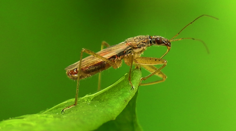 23 Beneficial Insects and How They Support Your Garden