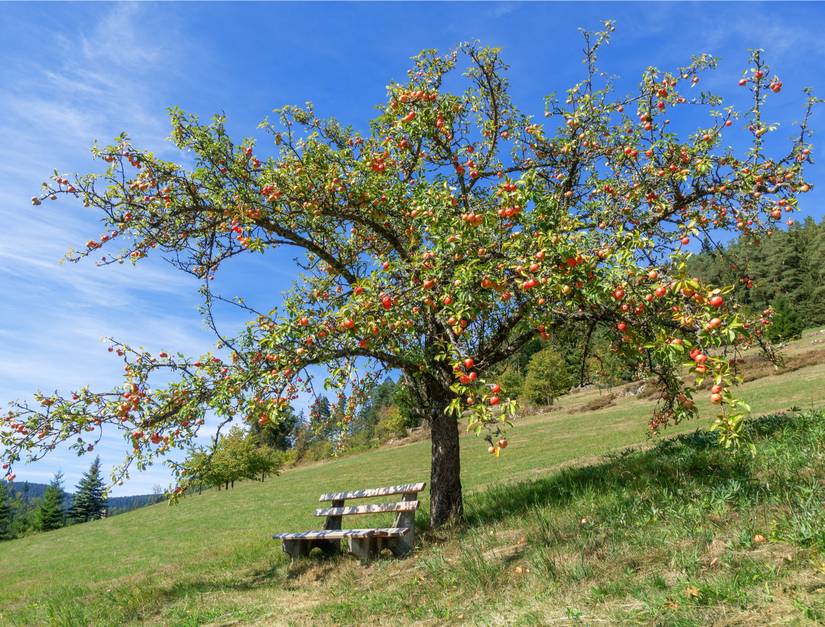 How to Prune an Apple Tree