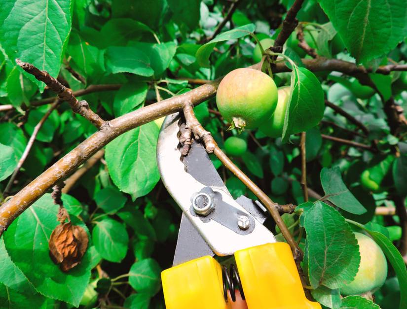 How to Prune an Apple Tree