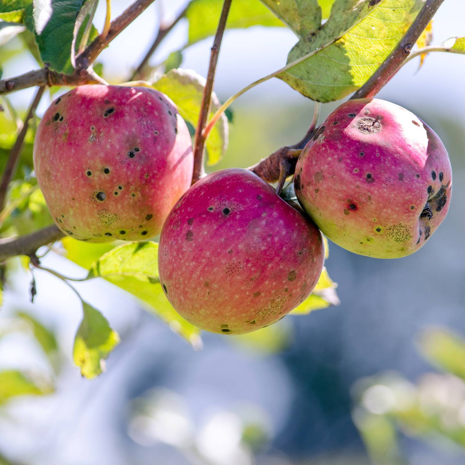 Apple Tree Diseases