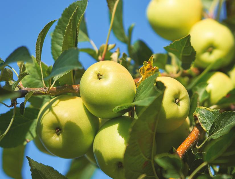 3 Types of Apple Trees You Can Grow in Your Backyard