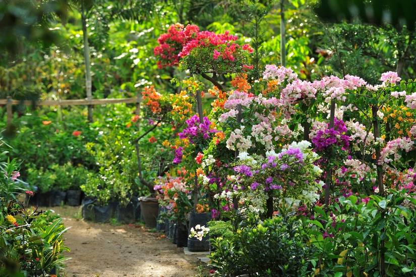 8 Flowering Vines to Plant for Non-Stop Summer Blooms