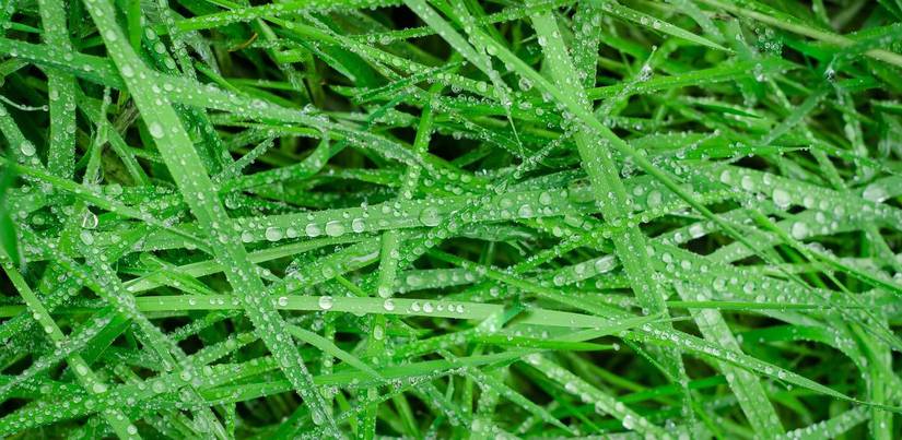 10 Mowing Tips For A Well-Manicured Lawn