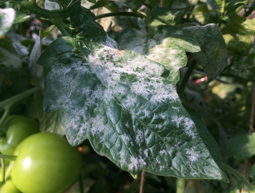 How To Make Homemade Powdery Mildew Spray