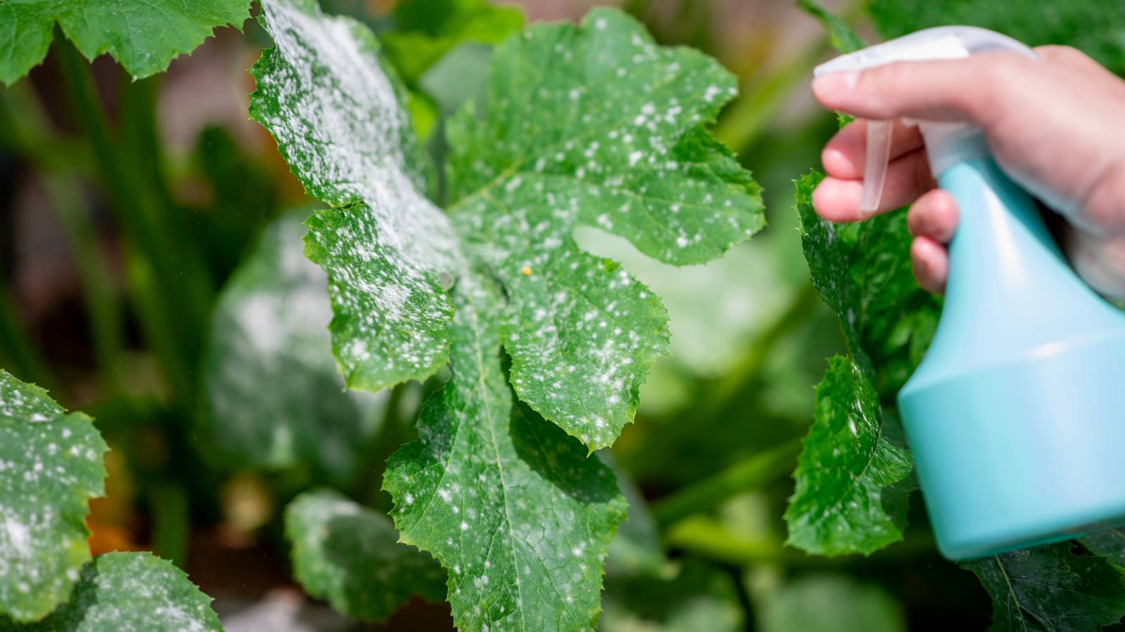 How To Make Homemade Powdery Mildew Spray