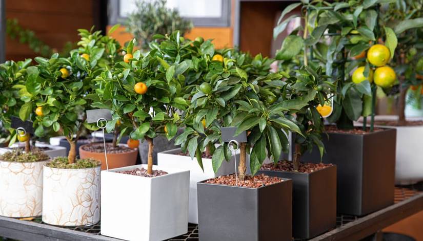 How to Make Indoor Plants Leaves Shine With Lemon Juice