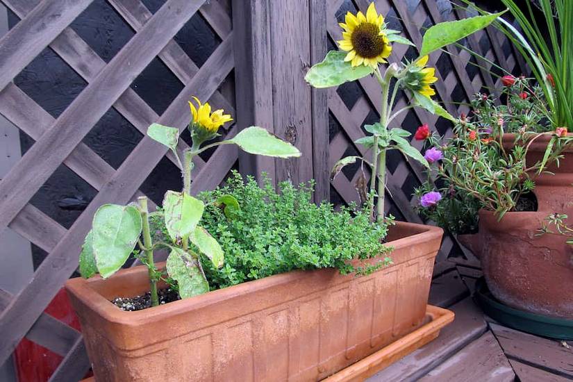 7 Tips for Growing Sunflowers in Pots