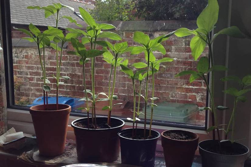 7 Tips for Growing Sunflowers in Pots