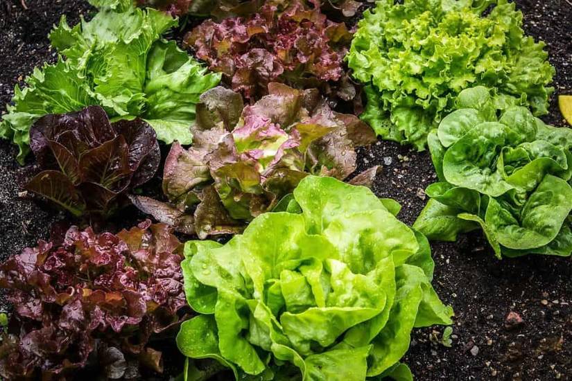 6 Tips for Growing Your Own Lettuce