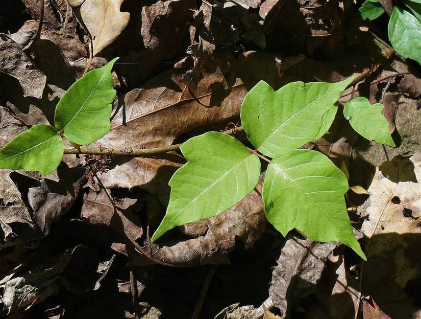 5 Clever Ways to Use Oatmeal in Your Garden