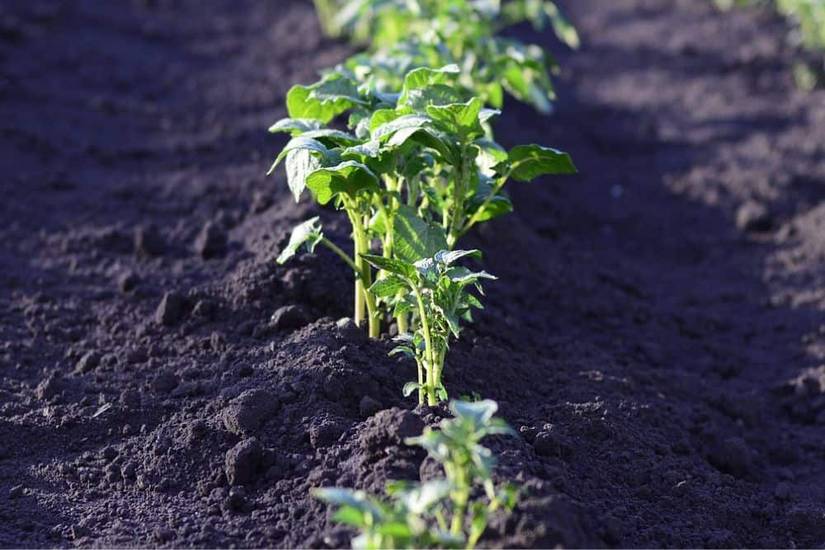 How Deep Should You Plant Potatoes?