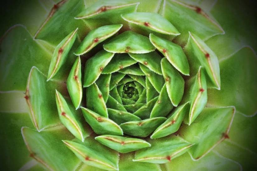 How To Grow and Care For Hens and Chicks Plant
