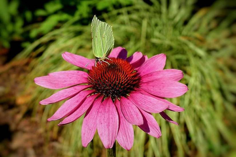 The 6 Most Beautiful Perennials That Bloom in Fall
