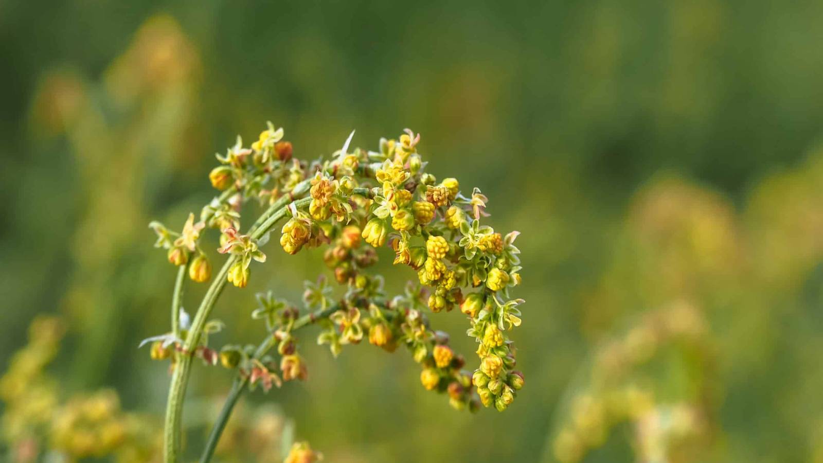 5 Toxic Plants To Avoid In Your Backyard