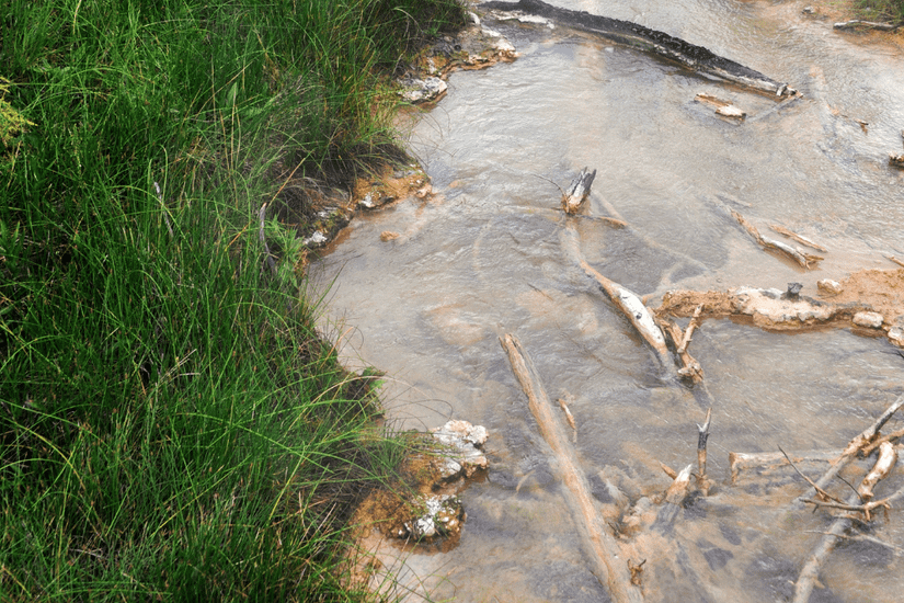 5 Plants That Reduce Runoff