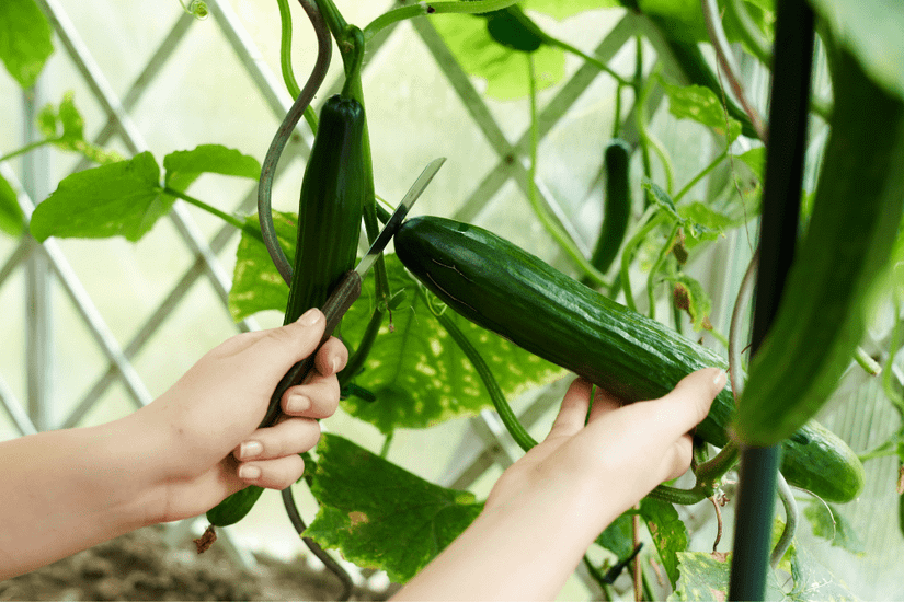 11 Tips for Growing Cucumbers in Pots