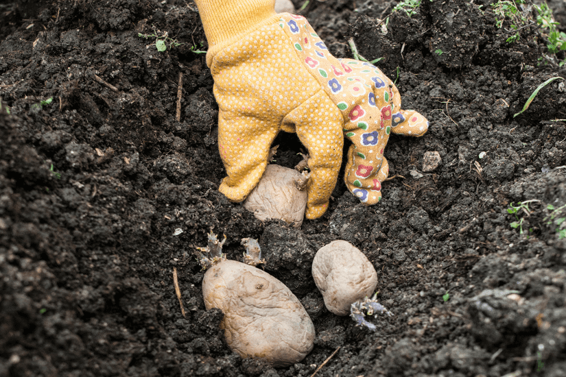 How Deep Should You Plant Potatoes?