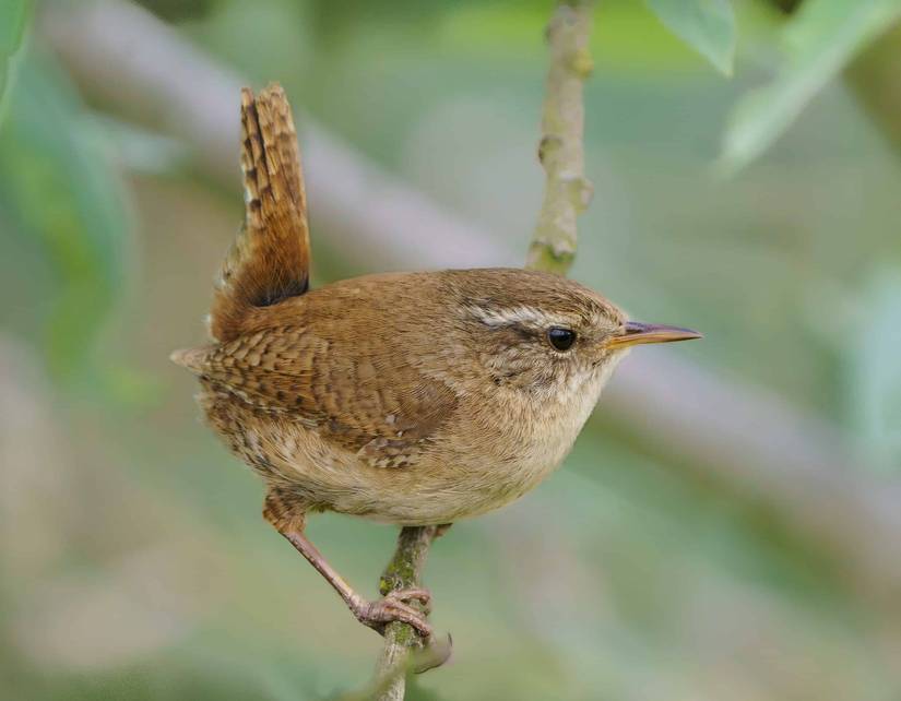 10 Insect-Eating Birds To Attract To Your Garden