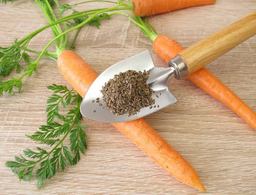How to Grow Carrots From Carrots